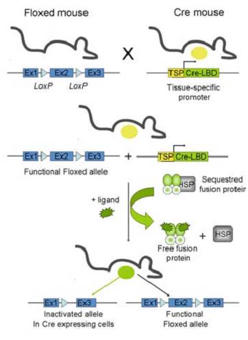 诱导型Cre-loxP 系统有哪几种类型？tetO-Cre、cre-ER、Mx1-Cre诱导型|南模生物