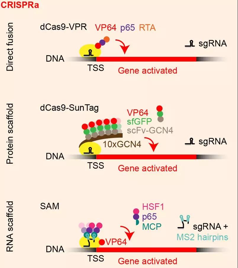 CRISPRi与CRISPRa的区别|如何对体内内源基因调控|南模生物