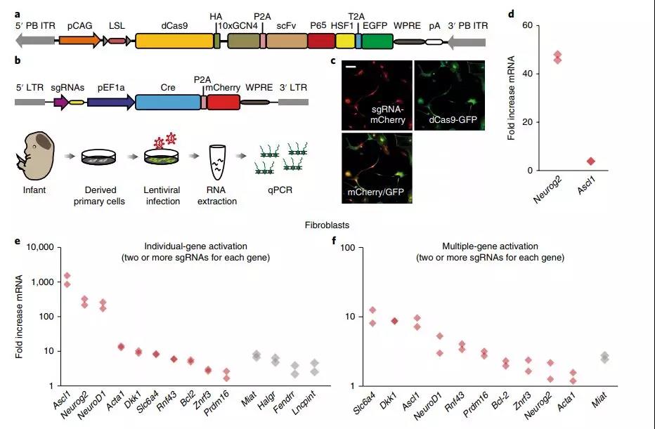 CRISPRi与CRISPRa的区别|如何对体内内源基因调控|南模生物