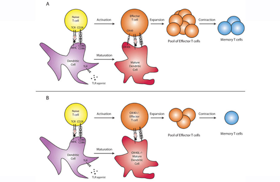 OX40与其配体OX40L的详细解读|OX40肿瘤免疫治疗的继PD-1之后的又一蓝海|南模生物