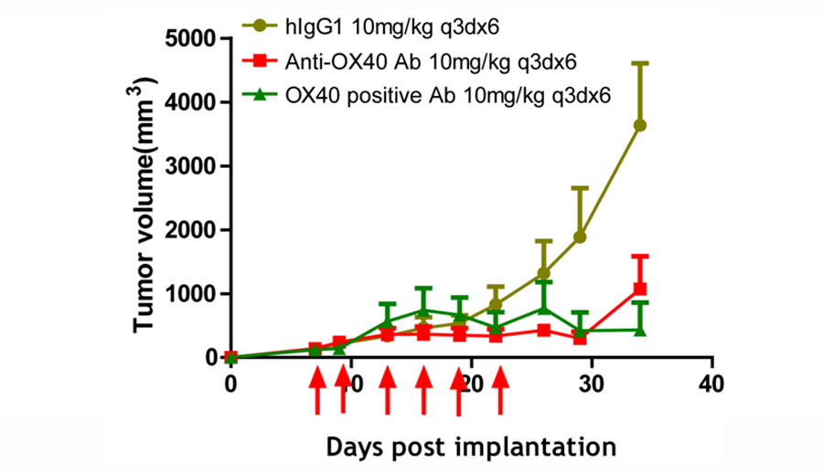 OX40与其配体OX40L的详细解读|南模生物