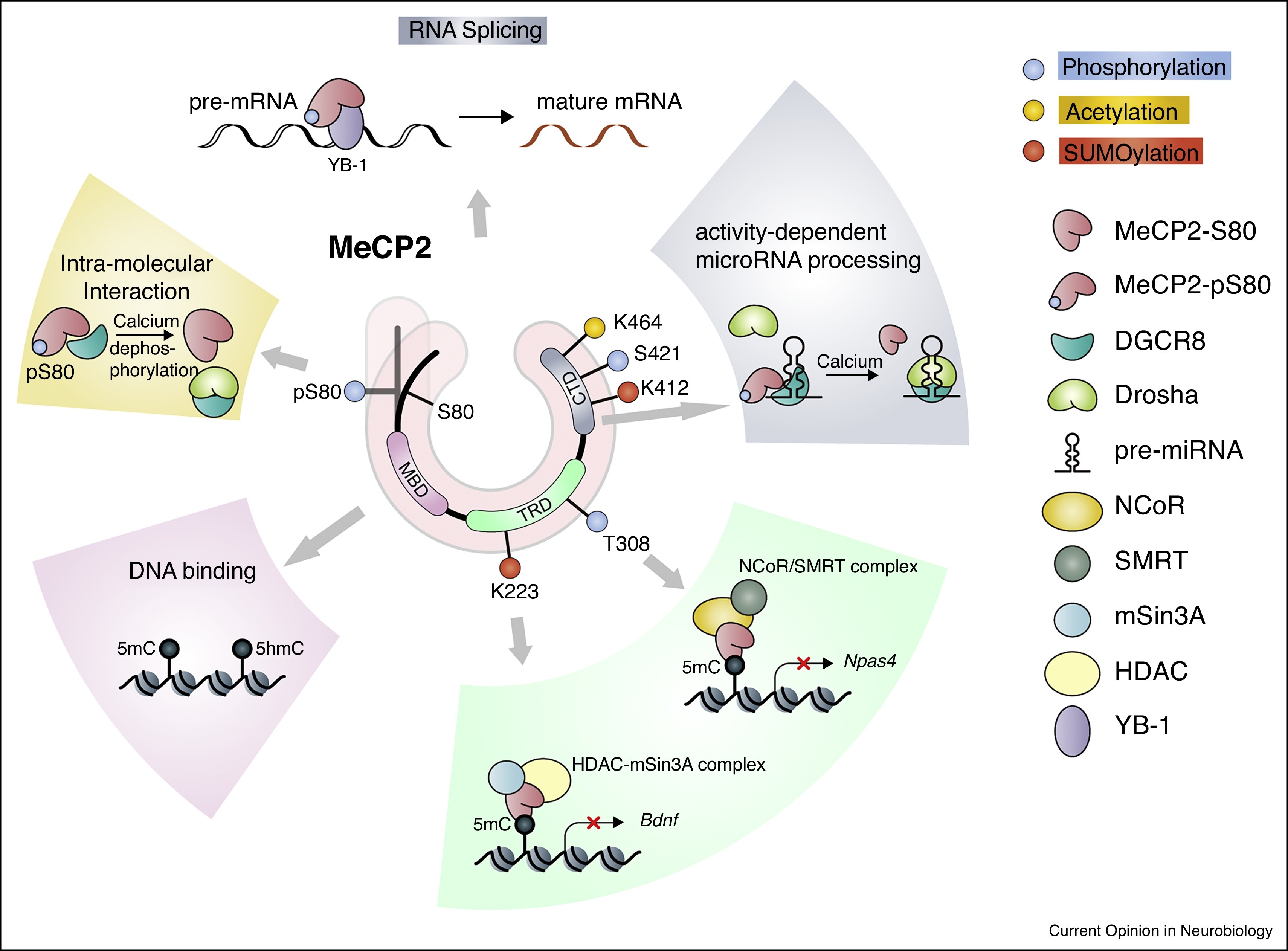 Mecp2拯救RTT或ASD表型，让孤独症谱系障碍的孩子不再“孤独”|南模生物