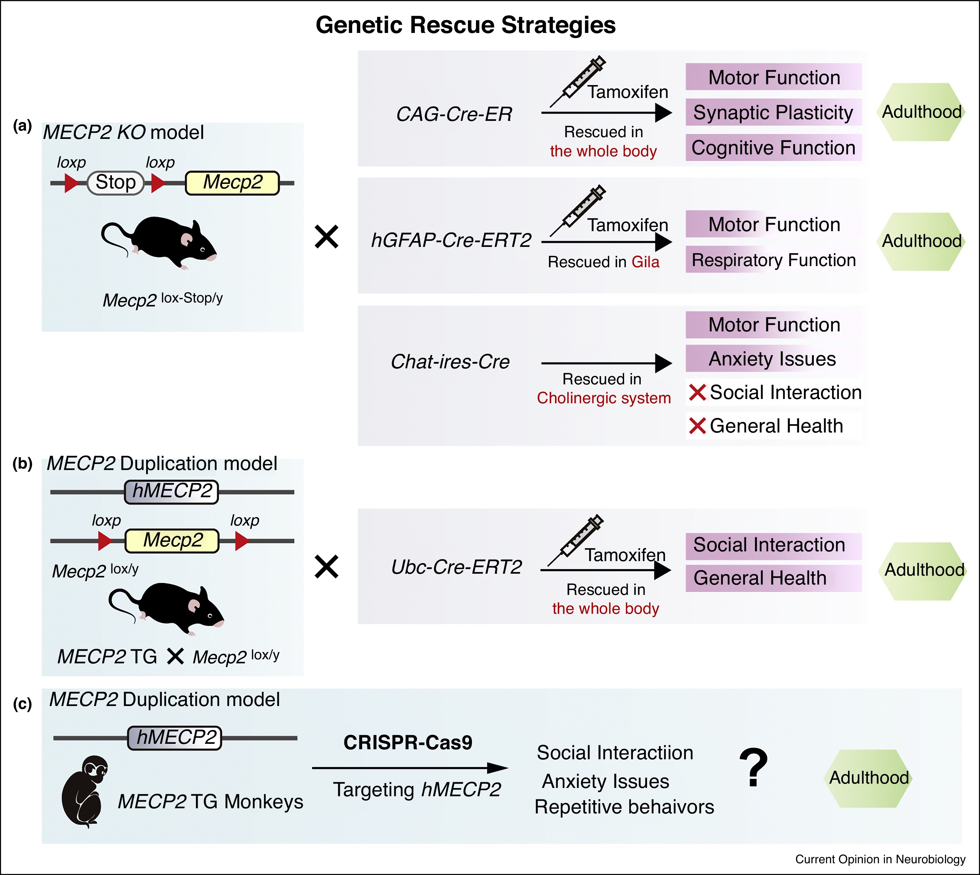 Mecp2拯救RTT或ASD表型，让孤独症谱系障碍的孩子不再“孤独”|南模生物