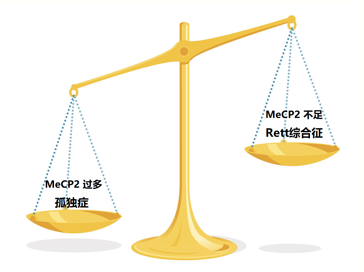 Mecp2拯救RTT或ASD表型，让孤独症谱系障碍的孩子不再“孤独”|南模生物