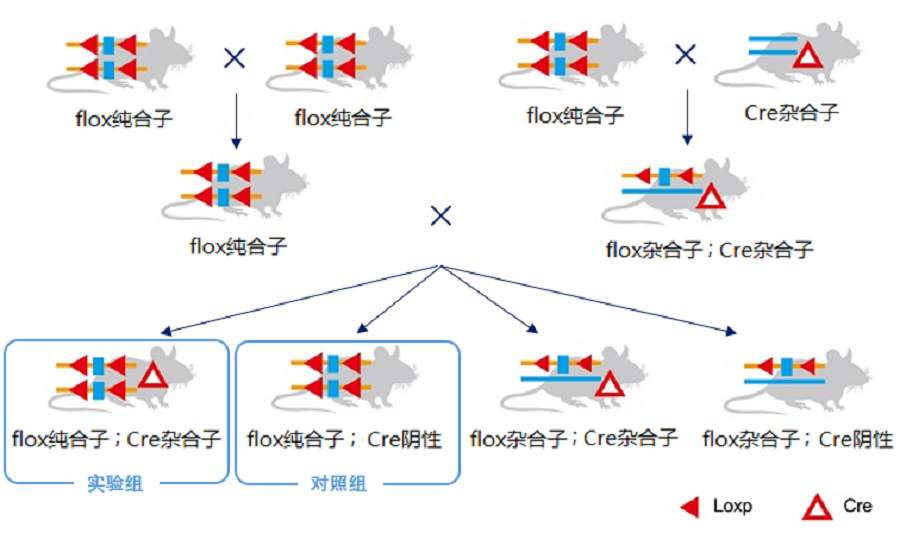从0到1：手把手教你设计繁育方案