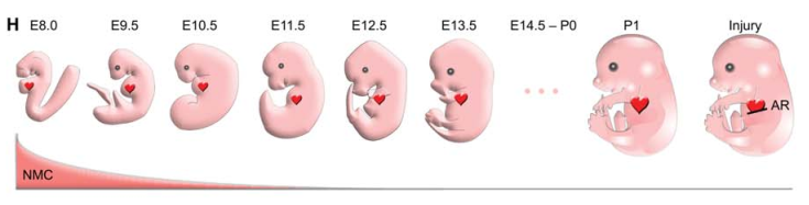 巧用谱系示踪技术洞察心脏发育的秘密|胚胎发育|心脏发育|NMC|南模生物
