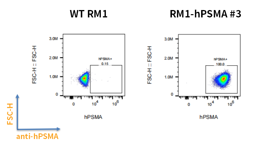 PSMA：前列腺癌明星靶点