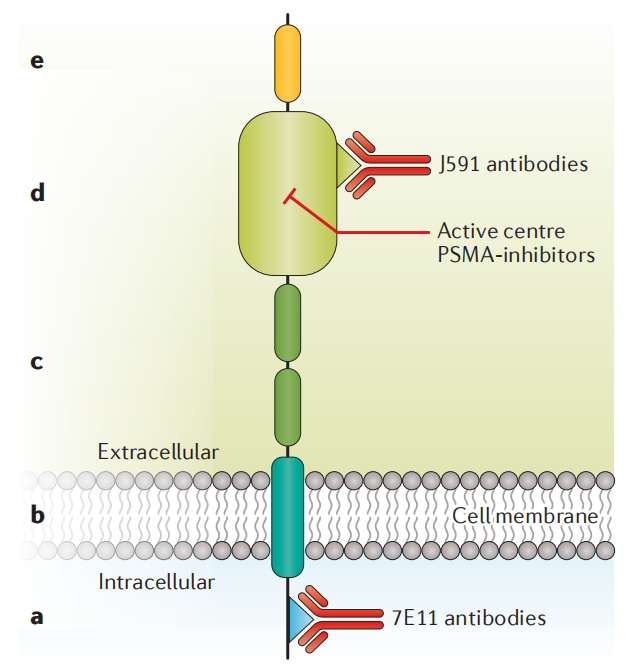 PSMA：前列腺癌明星靶点