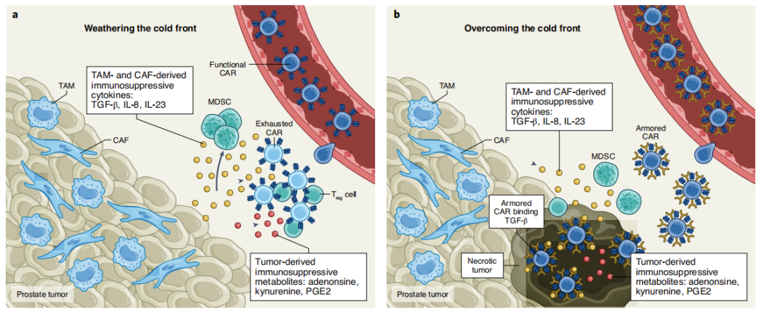 PSMA：前列腺癌明星靶点