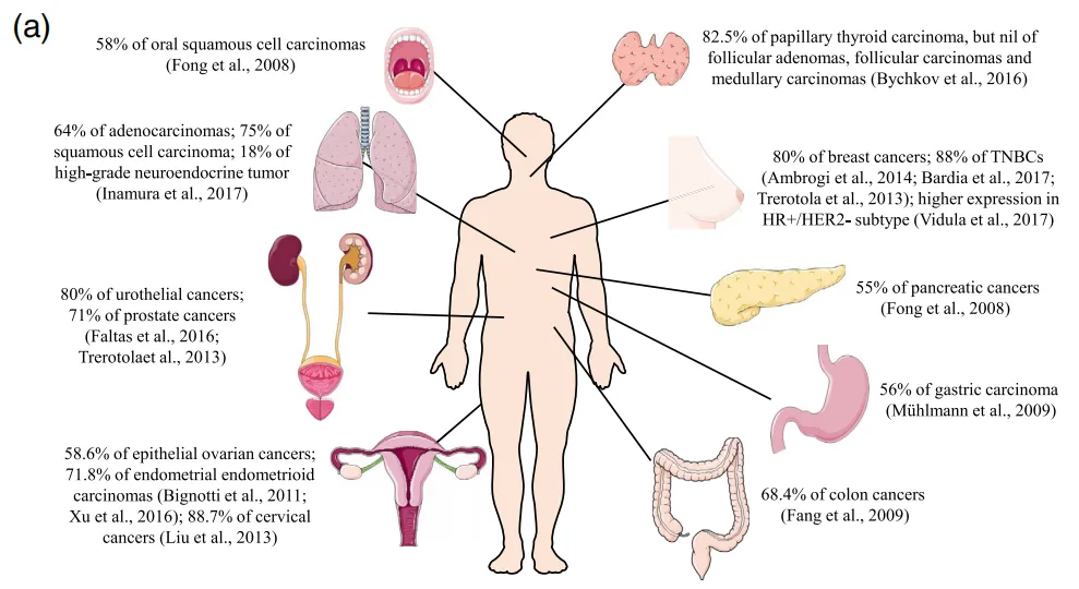 TROP2：肿瘤治疗领域的明星靶点