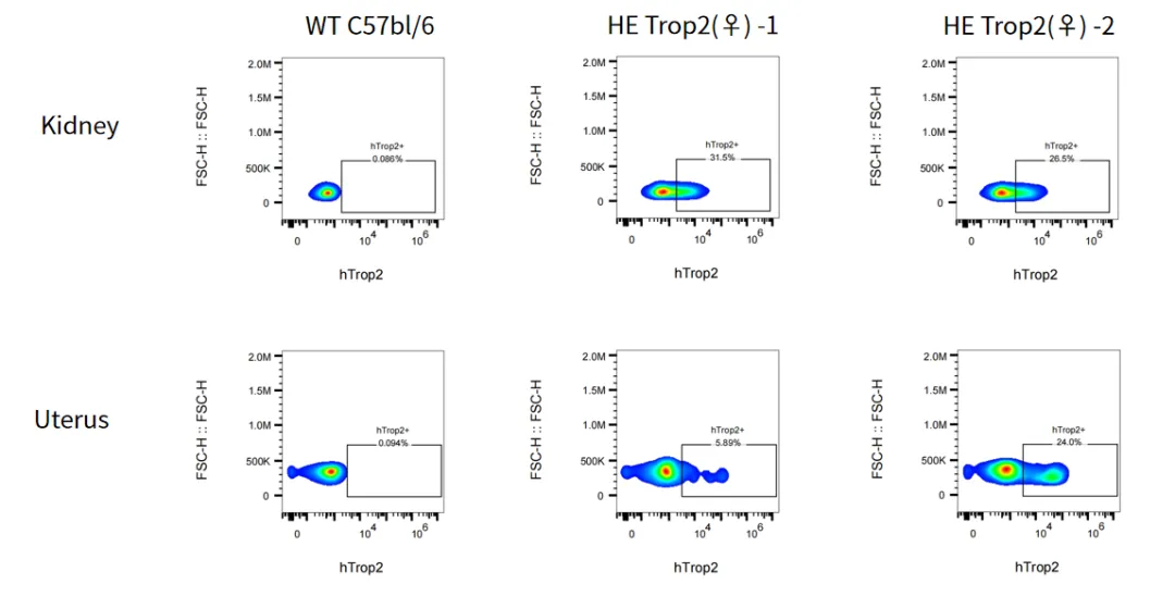TROP2：肿瘤治疗领域的明星靶点