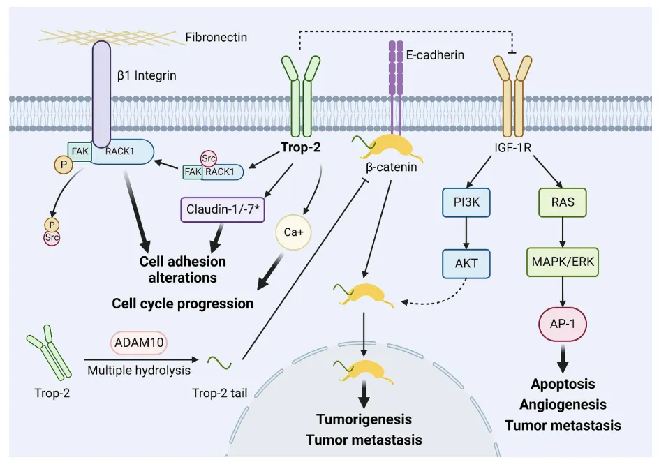 TROP2：肿瘤治疗领域的明星靶点