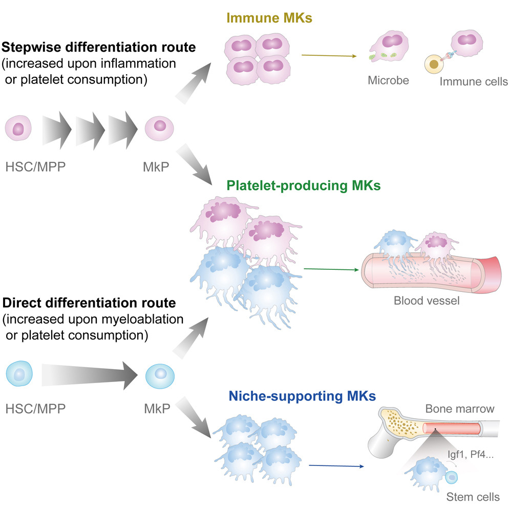 Immunity丨南模生物助力造血干细胞分化路径决定巨核细胞/血小板的功能多样性研究