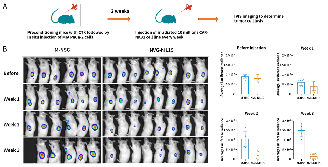 M-NSG Pro系列 | 这些小鼠，让免疫重建更进一步