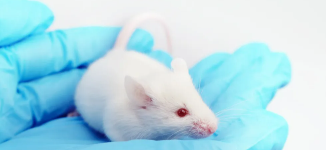 M-NSG Pro系列 | 这些小鼠，让免疫重建更进一步